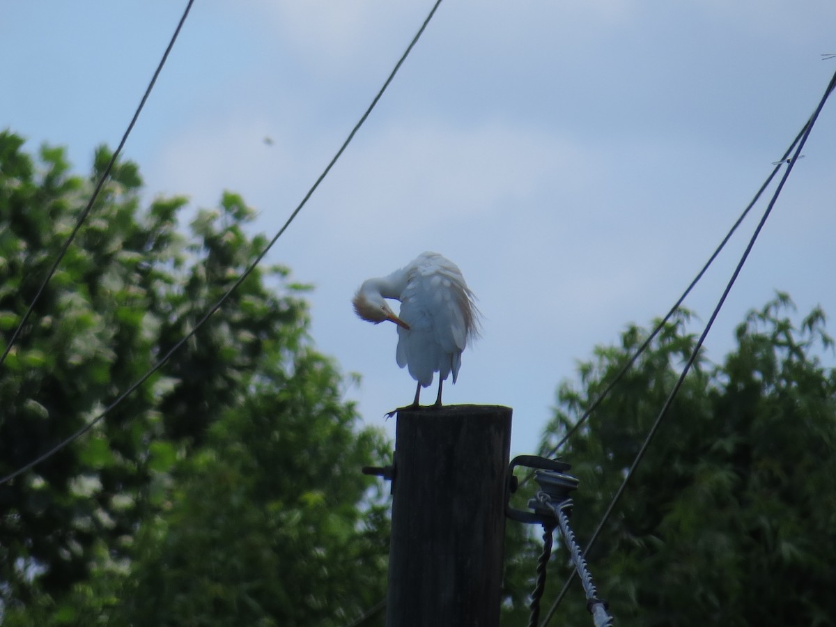 eBird Checklist - 20 May 2024 - Phinizy Swamp Nature Park - 27 species