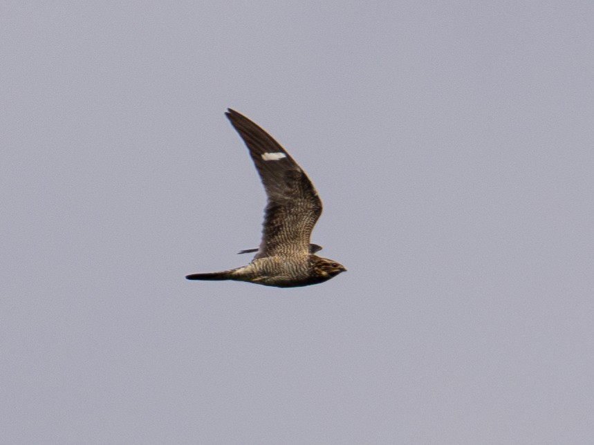 eBird Checklist - 20 May 2024 - Grey Cloud Dunes SNA - 62 species