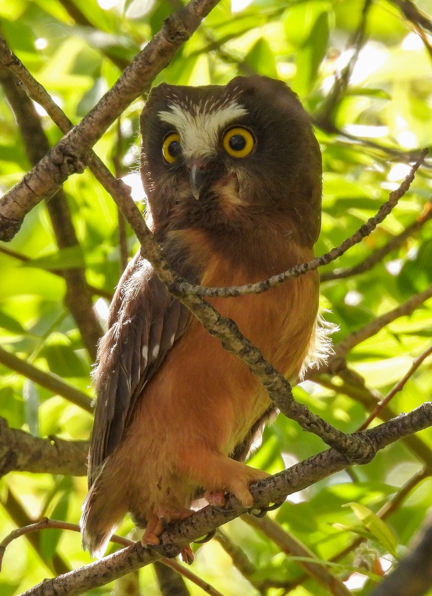 eBird Checklist - 18 May 2024 - McCartney Creek Preserve - 46 species