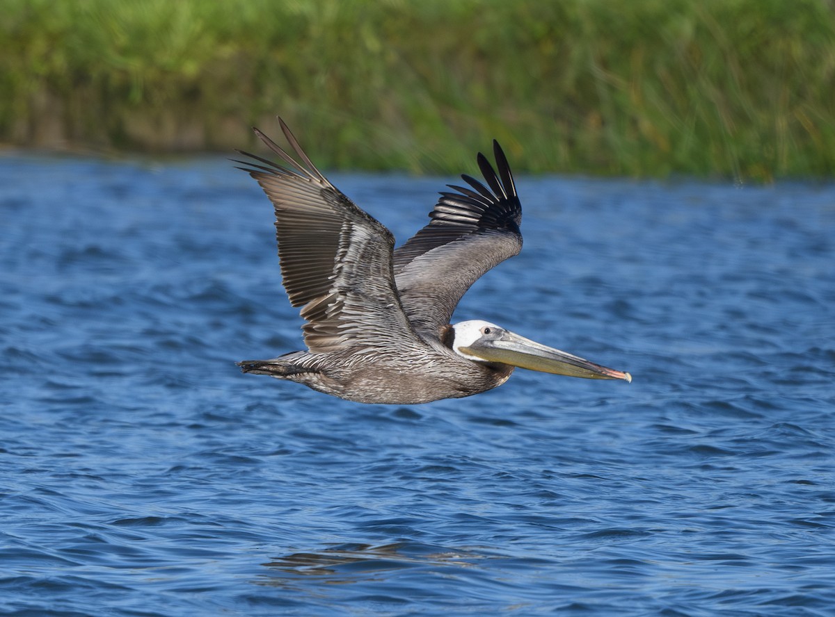 ML619402682 - Brown Pelican - Macaulay Library