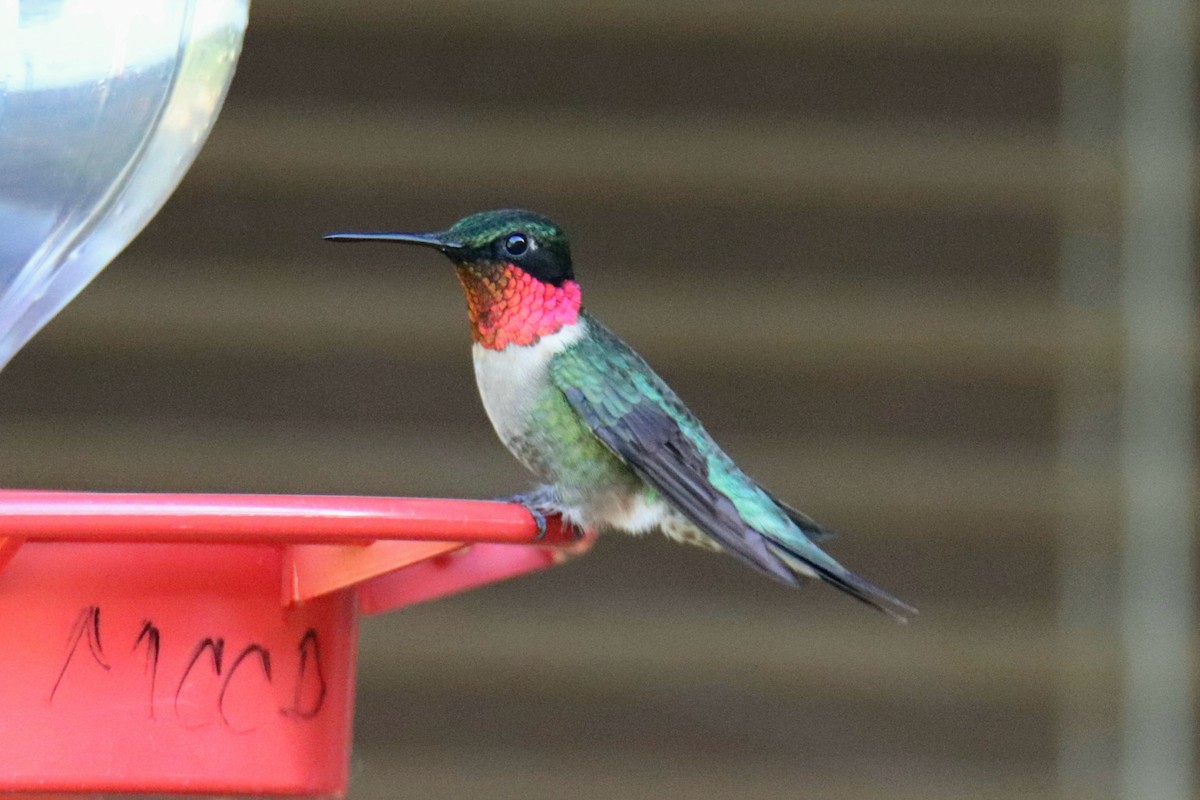 eBird Checklist - 18 May 2024 - Rock Springs Conservation Area, Decatur ...