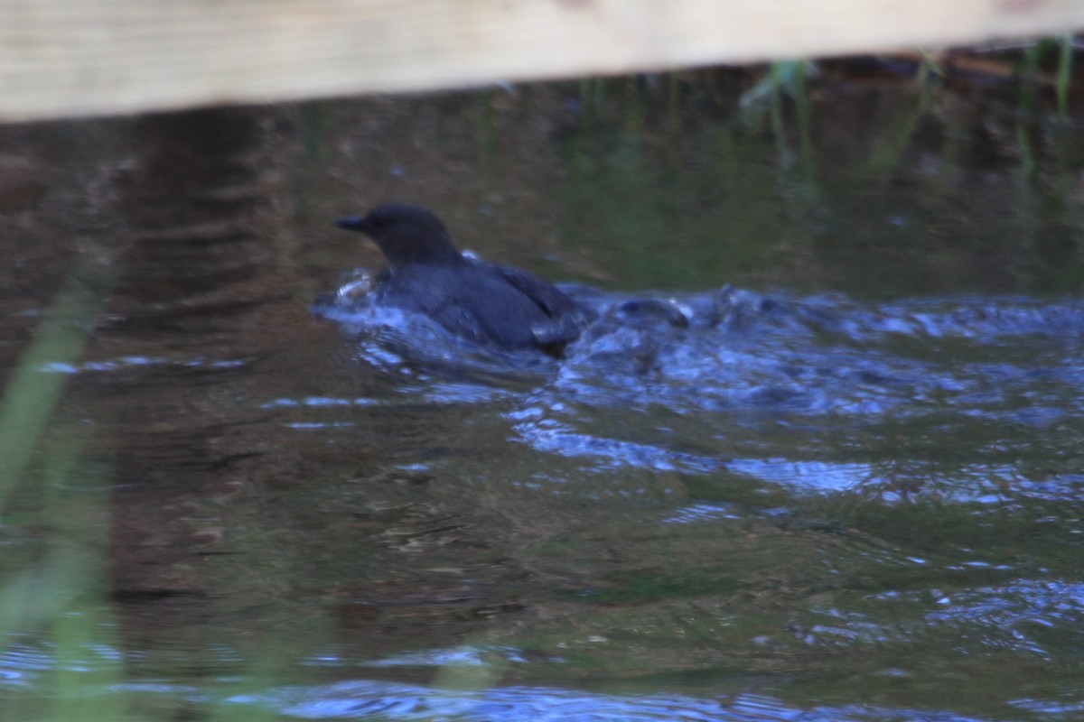 eBird Checklist - 21 May 2024 - Del Norte Park and River Walk - 25 species