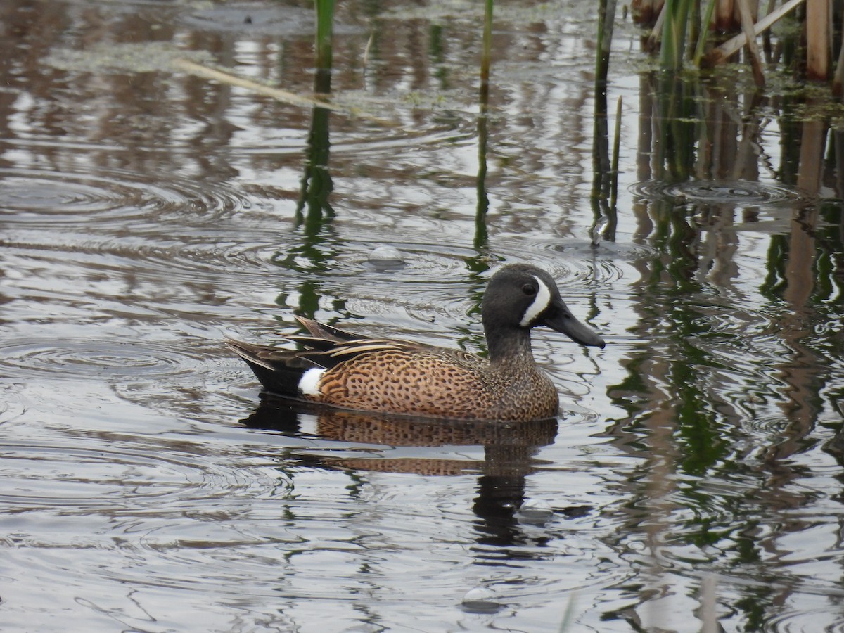 eBird Checklist - 19 May 2024 - Hamden Slough NWR - 53 species