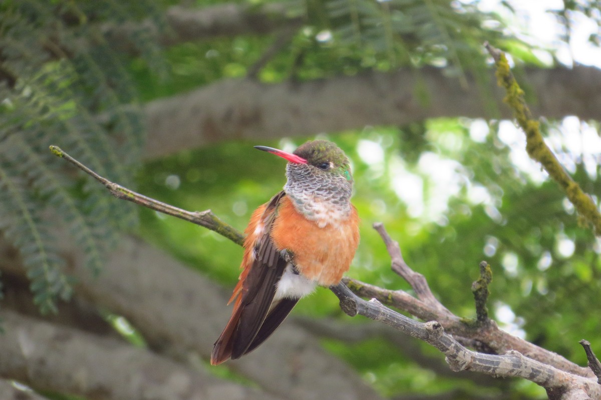 ML619418800 - Amazilia Hummingbird - Macaulay Library