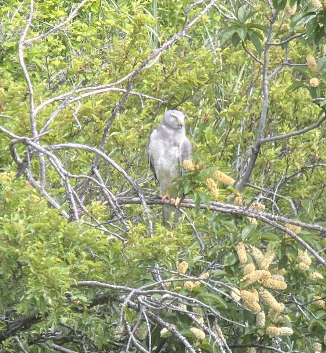 eBird Checklist - 21 May 2024 - Cashmere Canyons Preserve - 44 species ...
