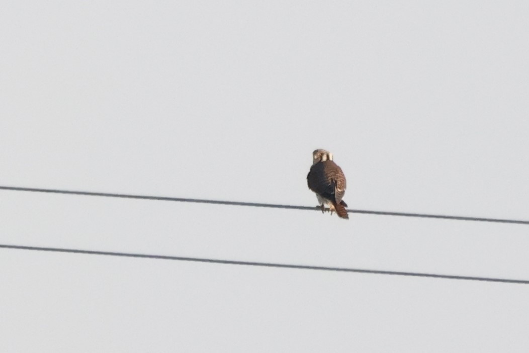 eBird Checklist - 21 May 2024 - Sharon Mills Co. Park--north - 30 species