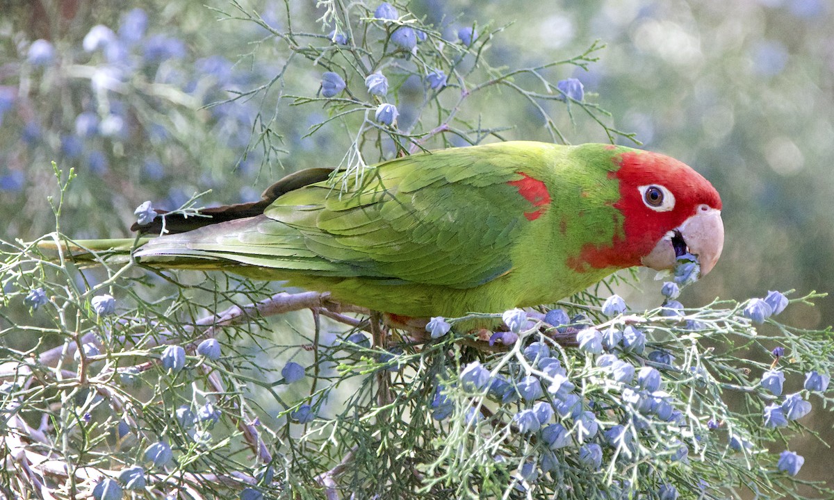 ML619435604 - Red-masked Parakeet - Macaulay Library