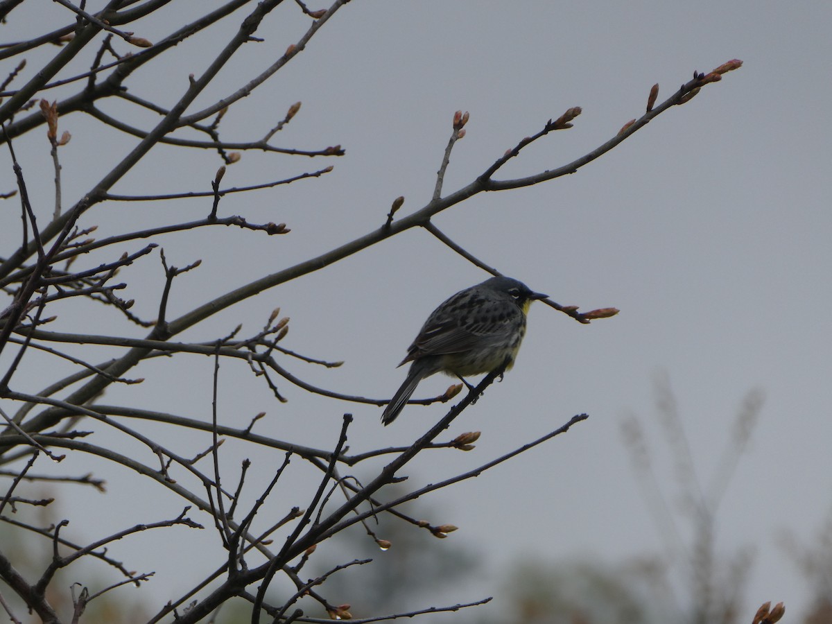 eBird Checklist - 21 May 2024 - Mack Lake Area - 10 species