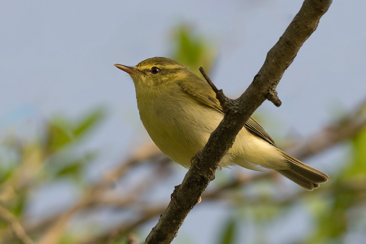 eBird Checklist - 27 Apr 2024 - David Gareja monastery complex (SPA N5 ...