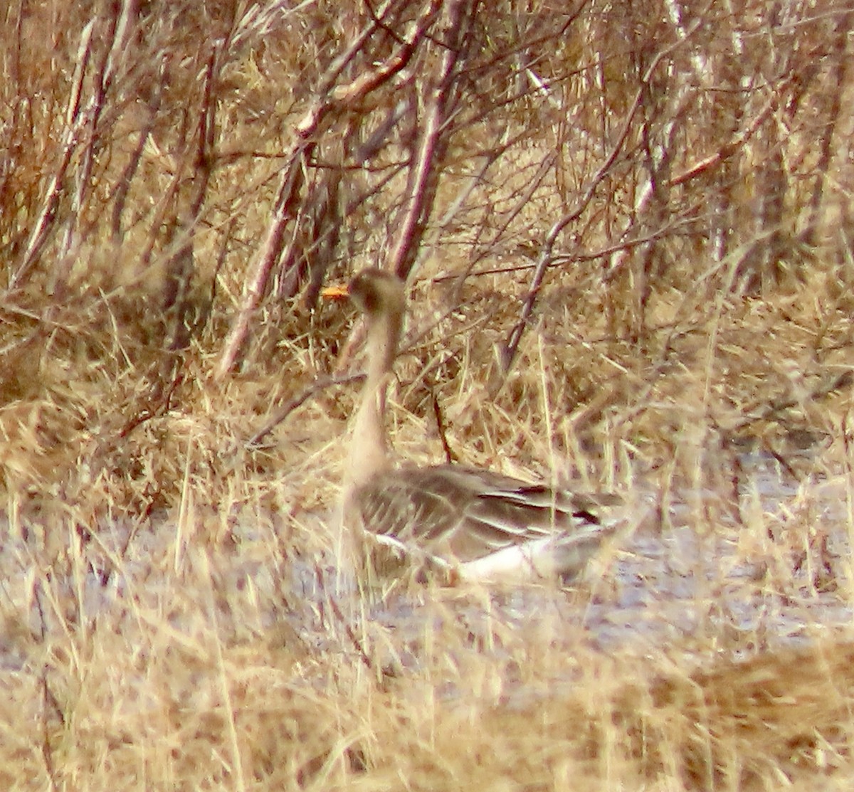 eBird Checklist - 23 May 2024 - Torankijärvi Lintutorni, Kuusamo - 28 ...