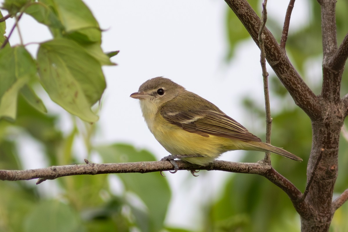 ML619526345 - Bell's Vireo - Macaulay Library