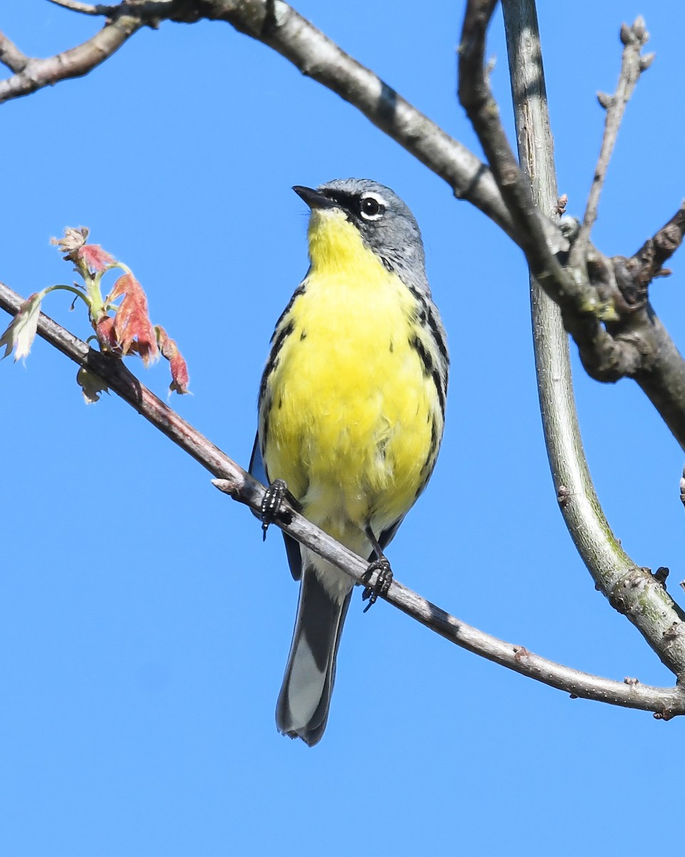 eBird Checklist - 24 May 2024 - Mack Lake Area - 7 species