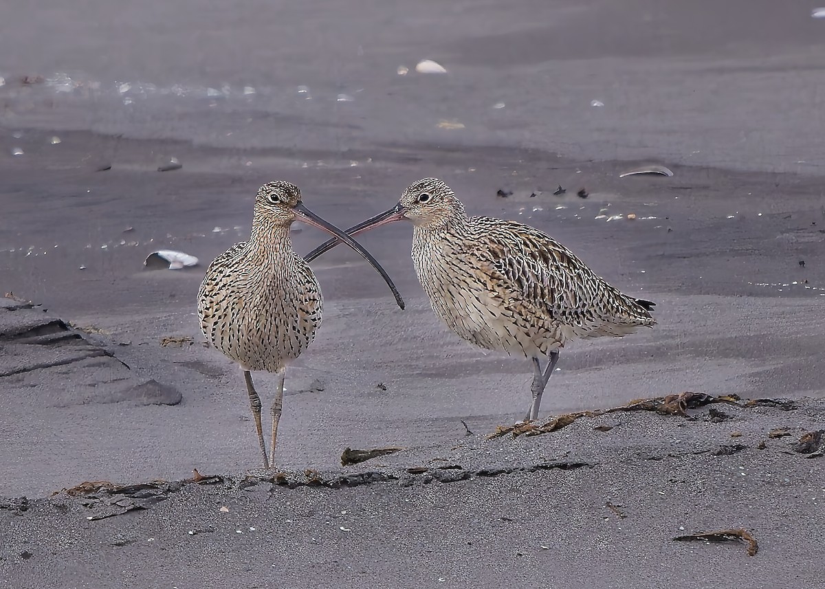 ML619558823 - Far Eastern Curlew - Macaulay Library