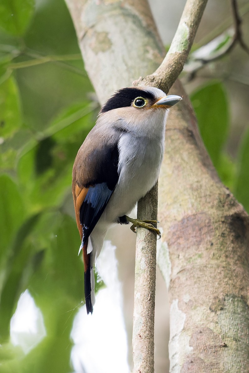 eBird Checklist - 5 Dec 2021 - Phnom Aural - 29 species