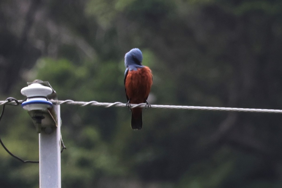 Taiwan Bird Atlas Checklist - 12 May 2024 - 奄美大島--奄美市--名瀬港 (Amami ...