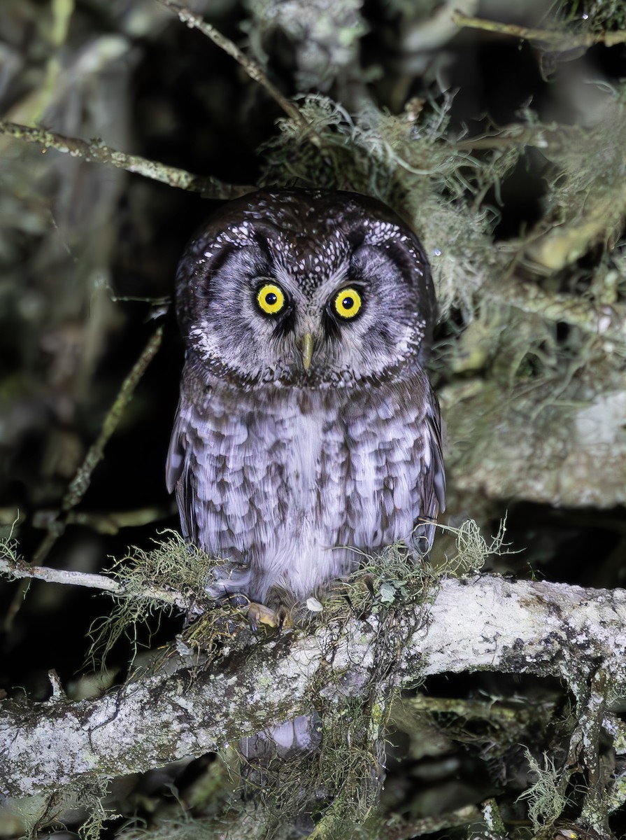 ML619562233 - Boreal Owl - Macaulay Library