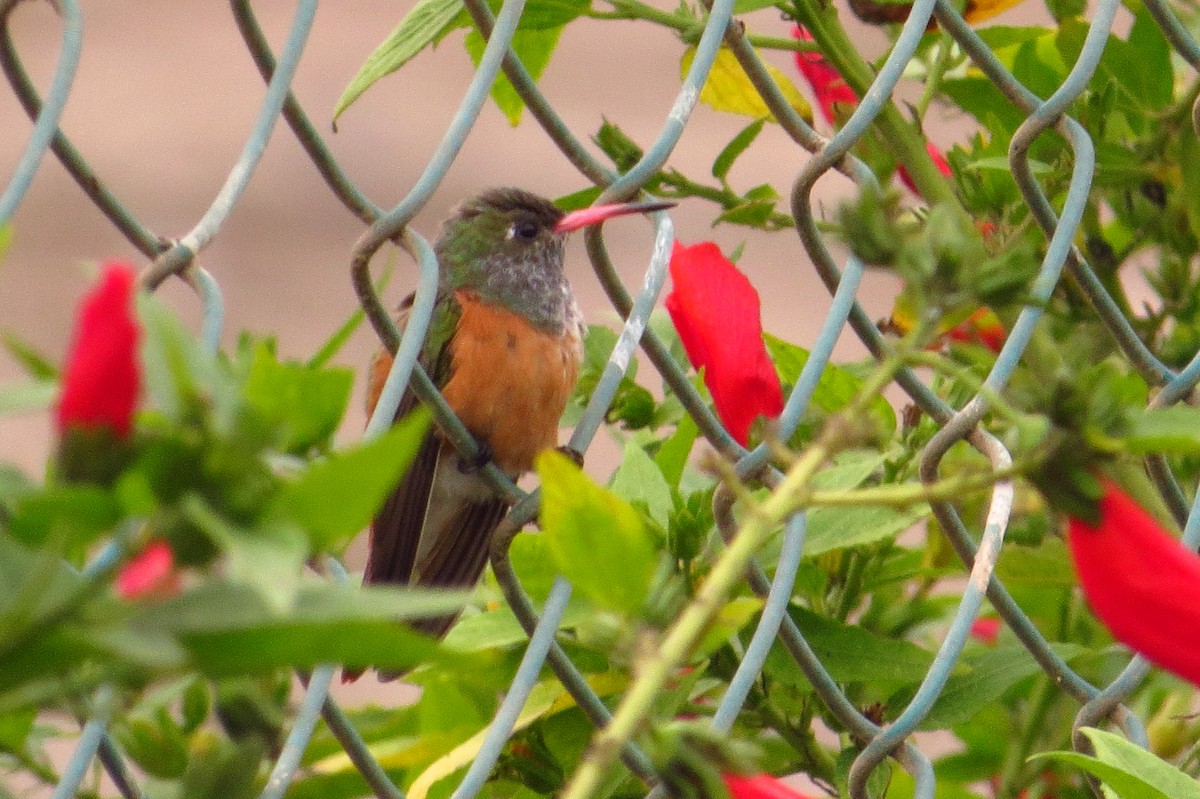 ML619573466 - Amazilia Hummingbird - Macaulay Library