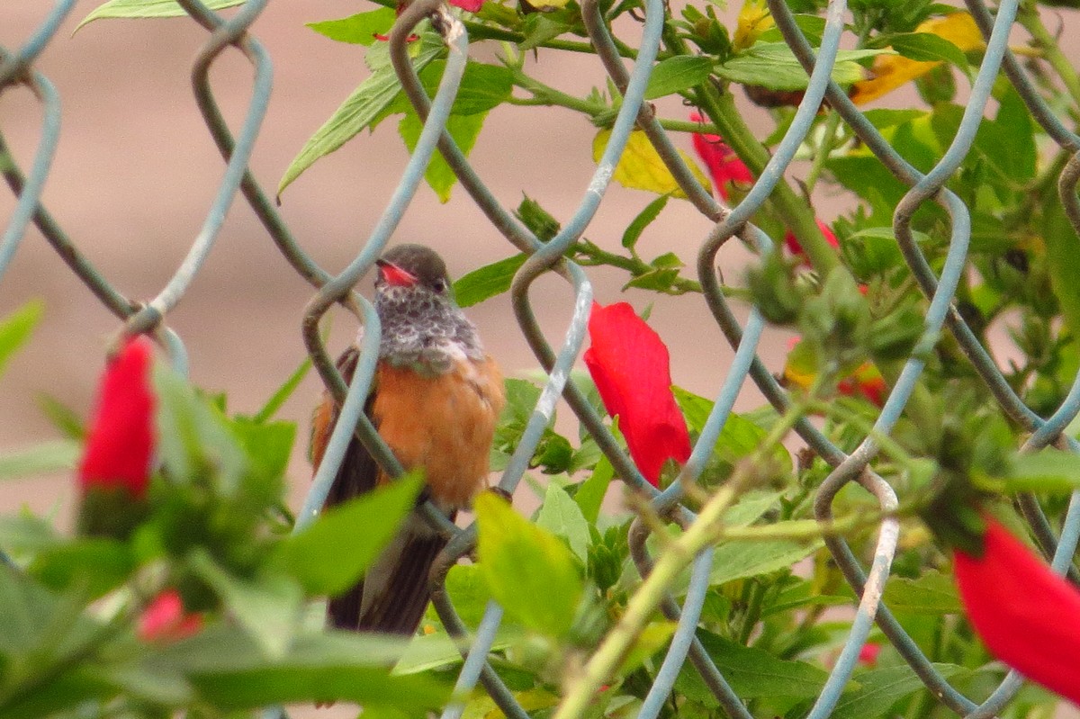 ML619573478 - Amazilia Hummingbird - Macaulay Library
