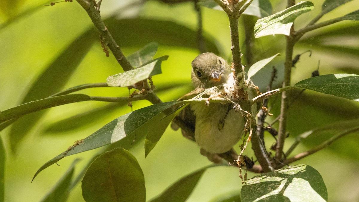 Pennsylvania Bird Atlas Checklist - 25 May 2024 - Bear Swamp Park - 15 ...