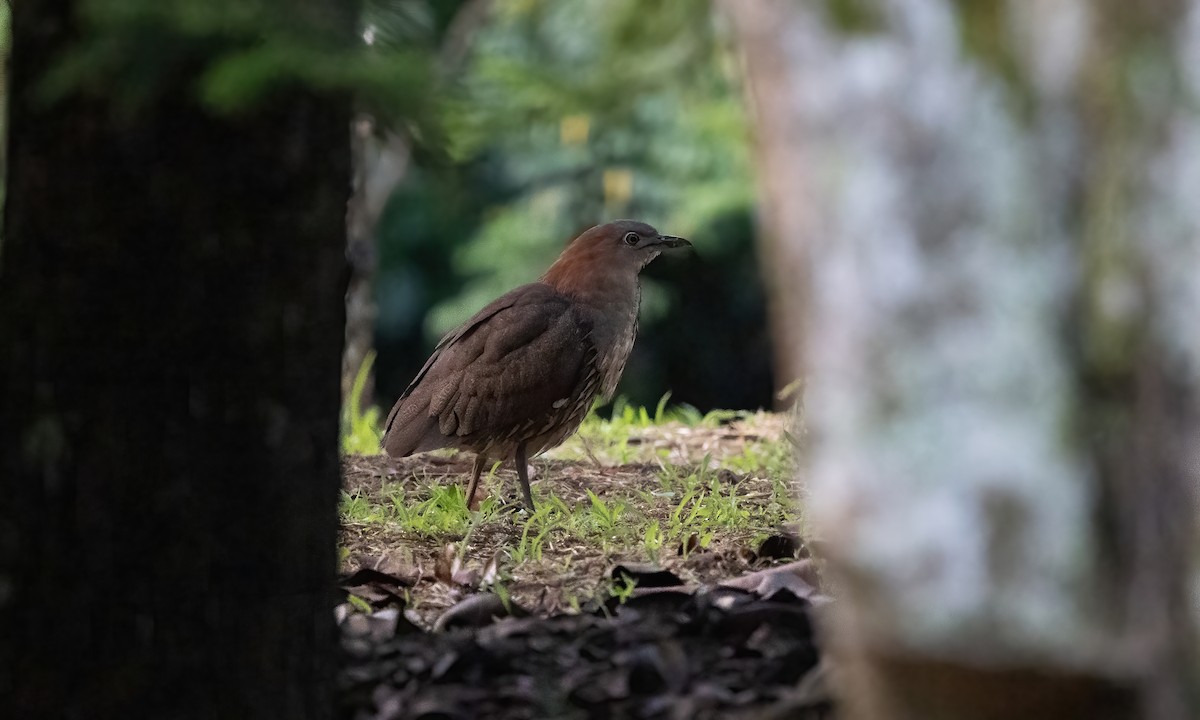 Japanese Night Heron - Gorsachius goisagi - Media Search - Macaulay ...