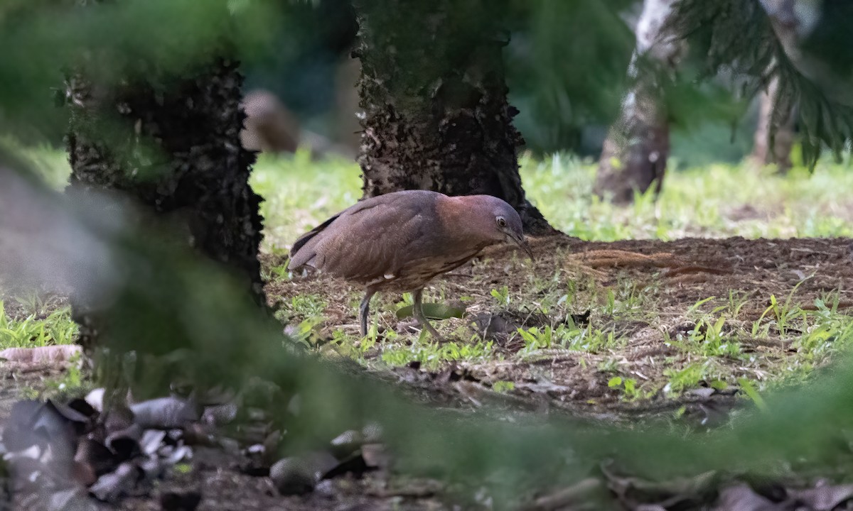 Japanese Night Heron - Gorsachius goisagi - Media Search - Macaulay ...