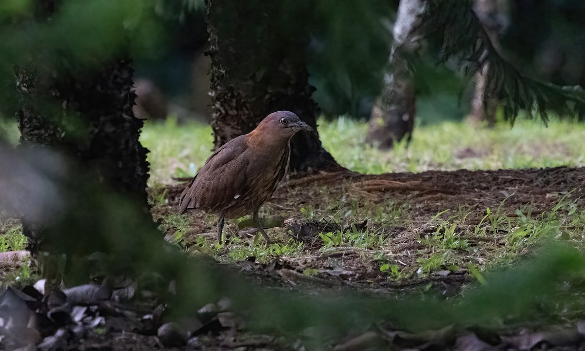 Japanese Night Heron - Gorsachius goisagi - Media Search - Macaulay ...