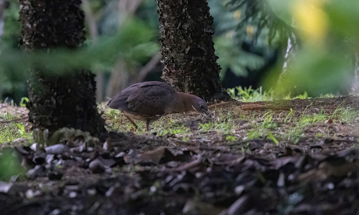 Japanese Night Heron - Gorsachius goisagi - Media Search - Macaulay ...