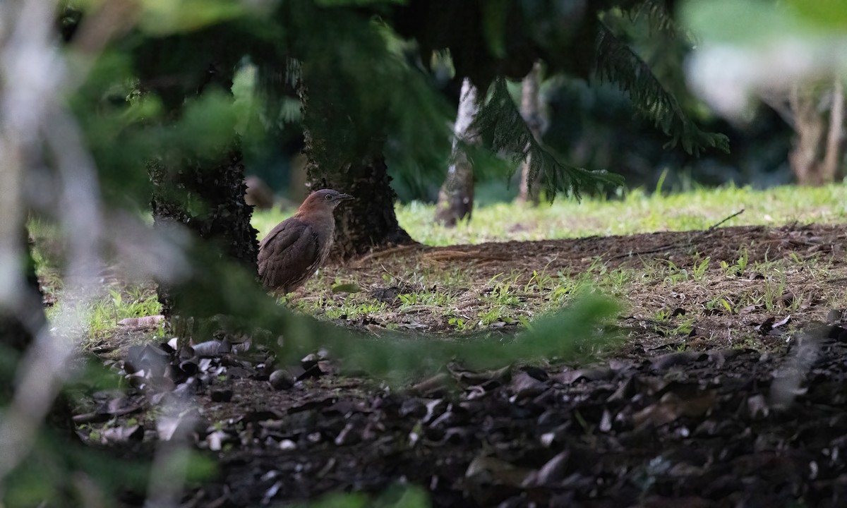 Japanese Night Heron - Gorsachius goisagi - Media Search - Macaulay ...