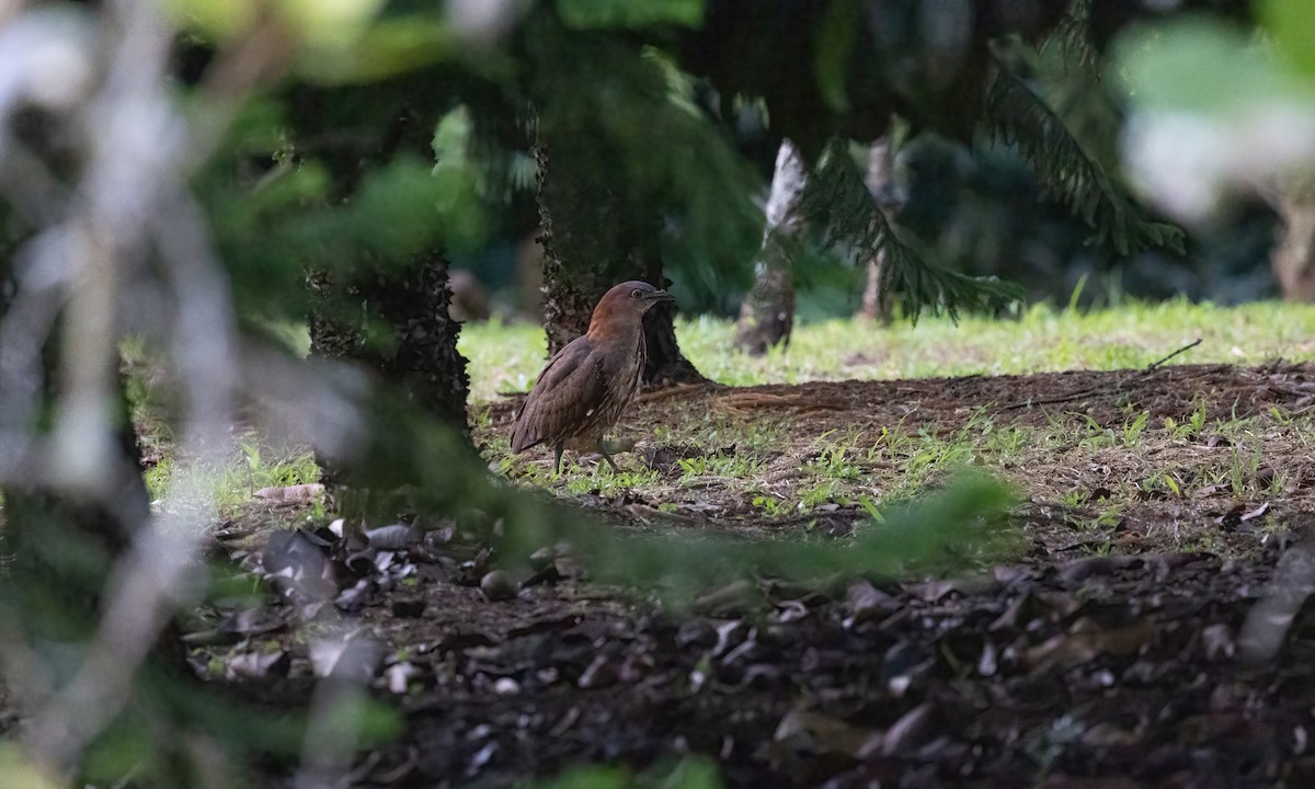 Japanese Night Heron - Gorsachius goisagi - Media Search - Macaulay ...