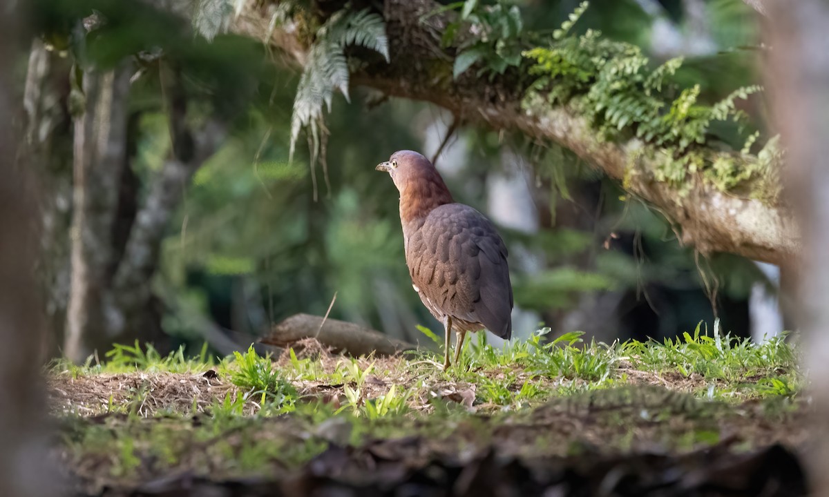 Japanese Night Heron - Gorsachius goisagi - Media Search - Macaulay ...