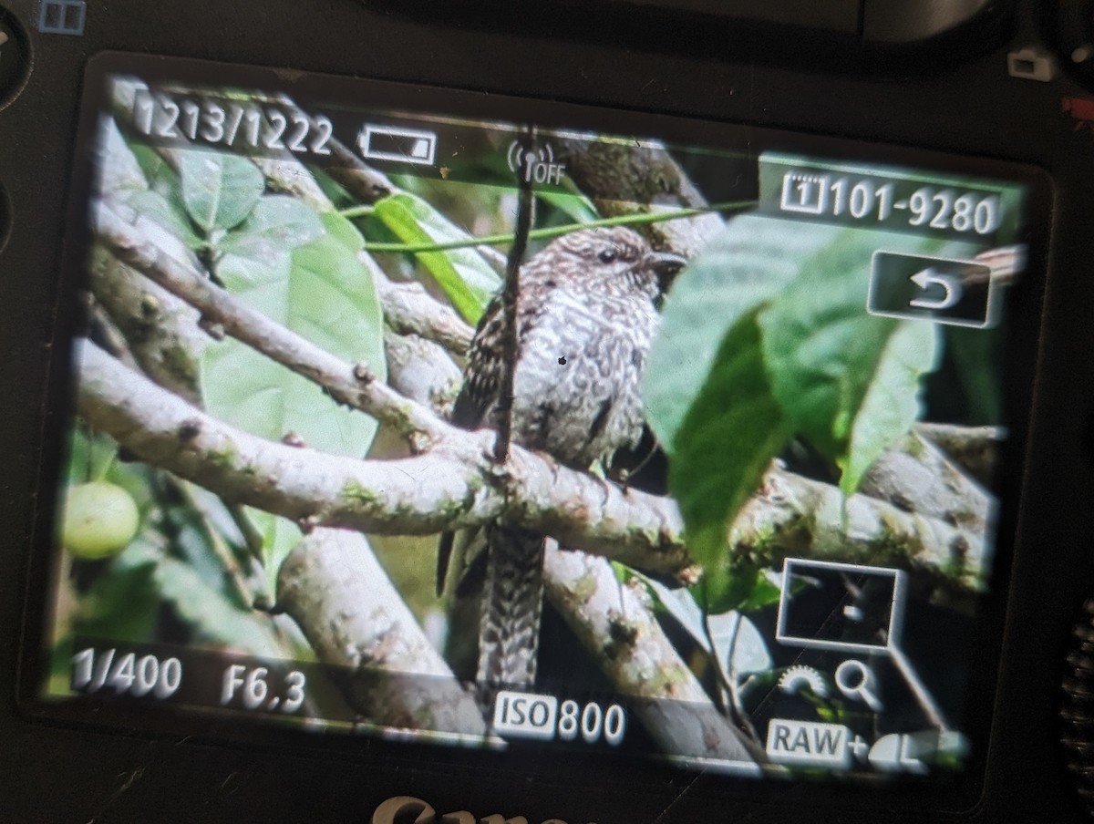 eBird Checklist - 25 May 2024 - Djiru National Park--Licuala day-use ...