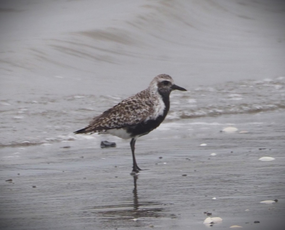 eBird Checklist - 4 May 2024 - Ocean Shores--Damon Point - 26 species