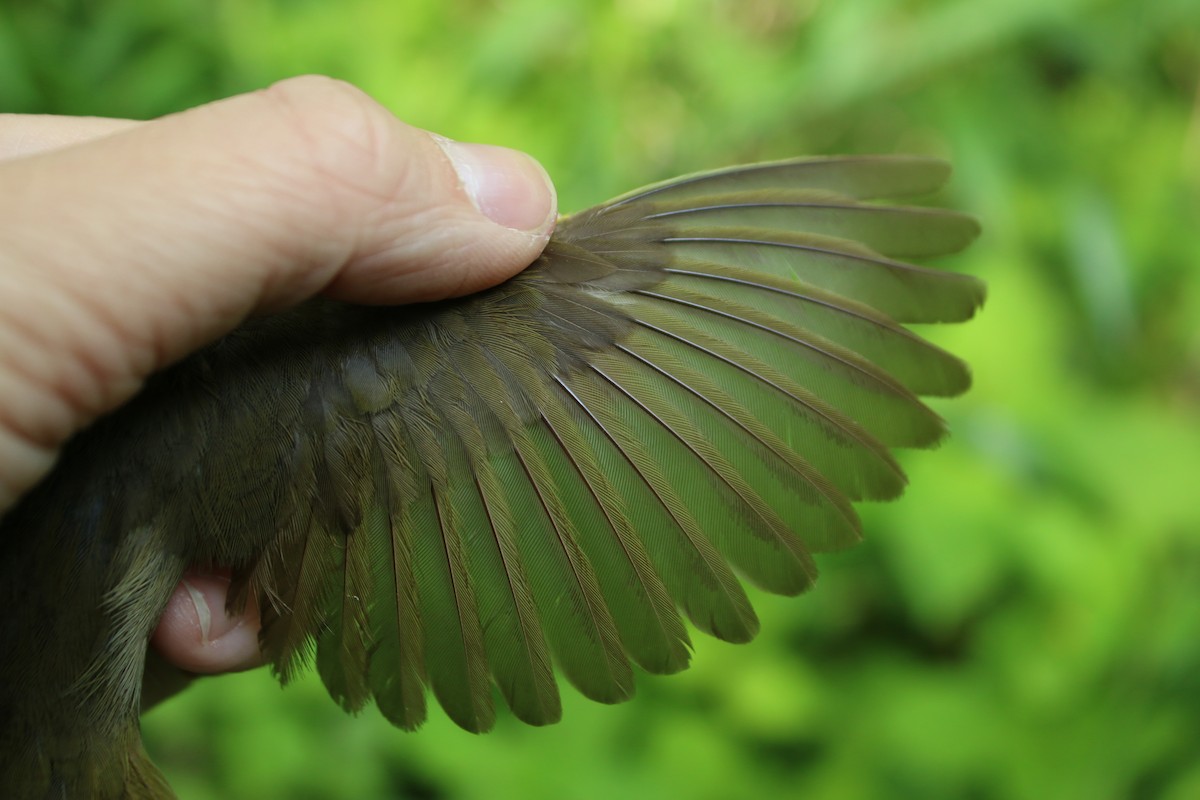 ML619632198 - Common Yellowthroat - Macaulay Library