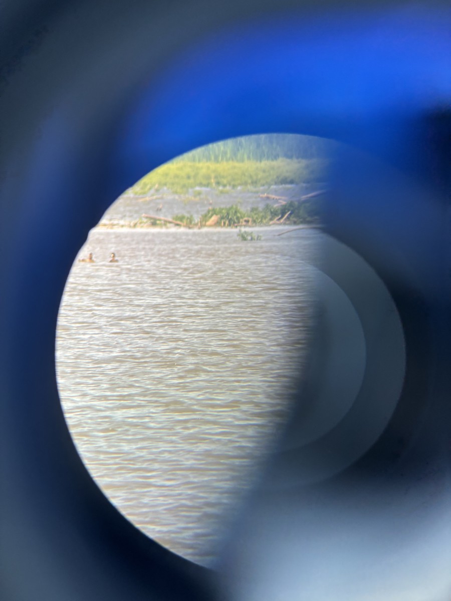 eBird Checklist - 26 May 2024 - Branched Oak SRA - 57 species (+1 other ...