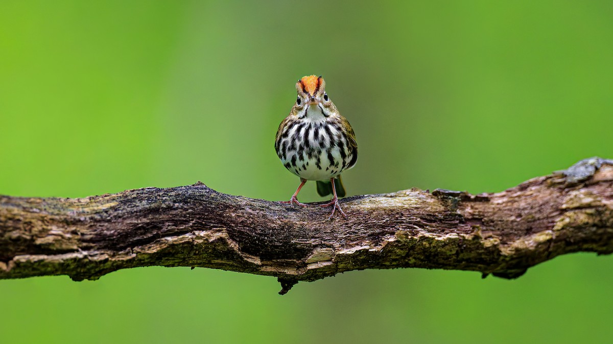 ML619646388 - Ovenbird - Macaulay Library