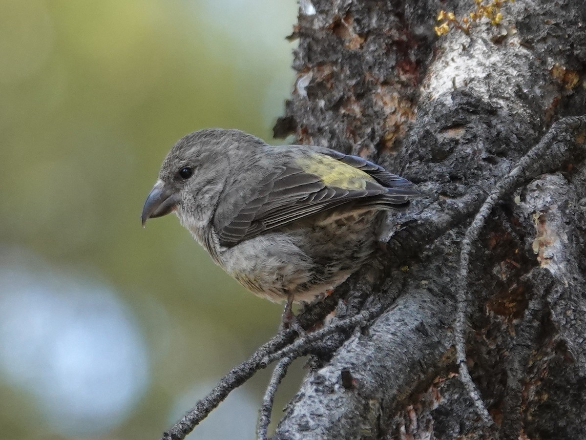 Cassia Crossbill - Loxia sinesciuris - Media Search - Macaulay Library and eBird