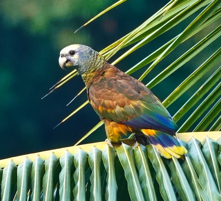 ML619686399 - St. Vincent Amazon - Macaulay Library