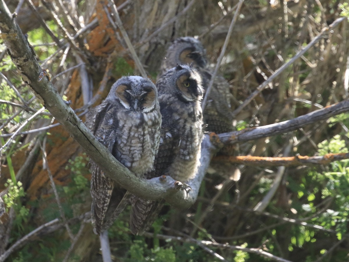ML619704293 - Long-eared Owl - Macaulay Library
