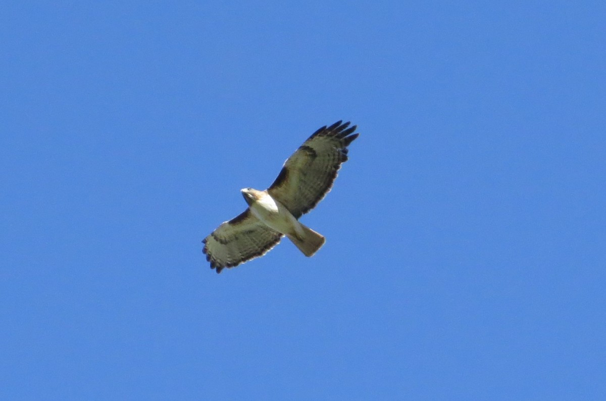 eBird Checklist - 5 May 2024 - Madera Canyon--Proctor Rd. - 8 species