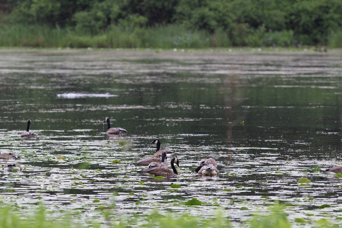 eBird Checklist - 28 May 2024 - Presque Isle SP (IBA) - 19 species