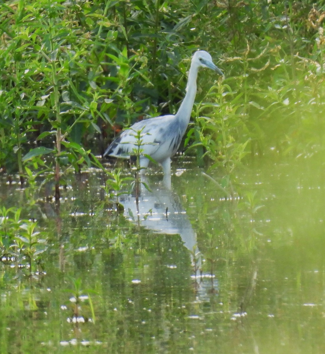 eBird Checklist - 28 May 2024 - William H. Kain County Park--Lake ...