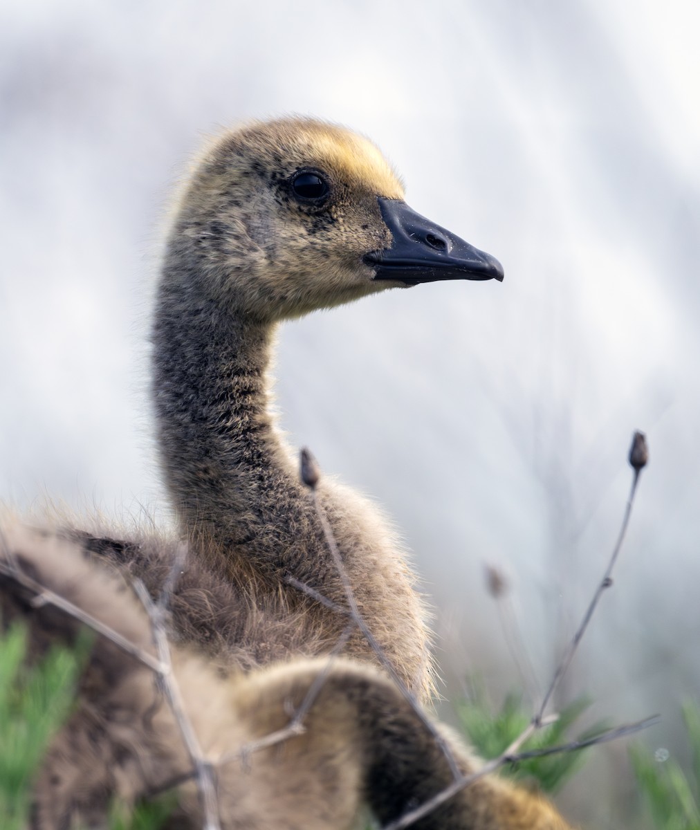 eBird Checklist - 17 May 2024 - Tuttle Marsh Wildlife Area - 50 species