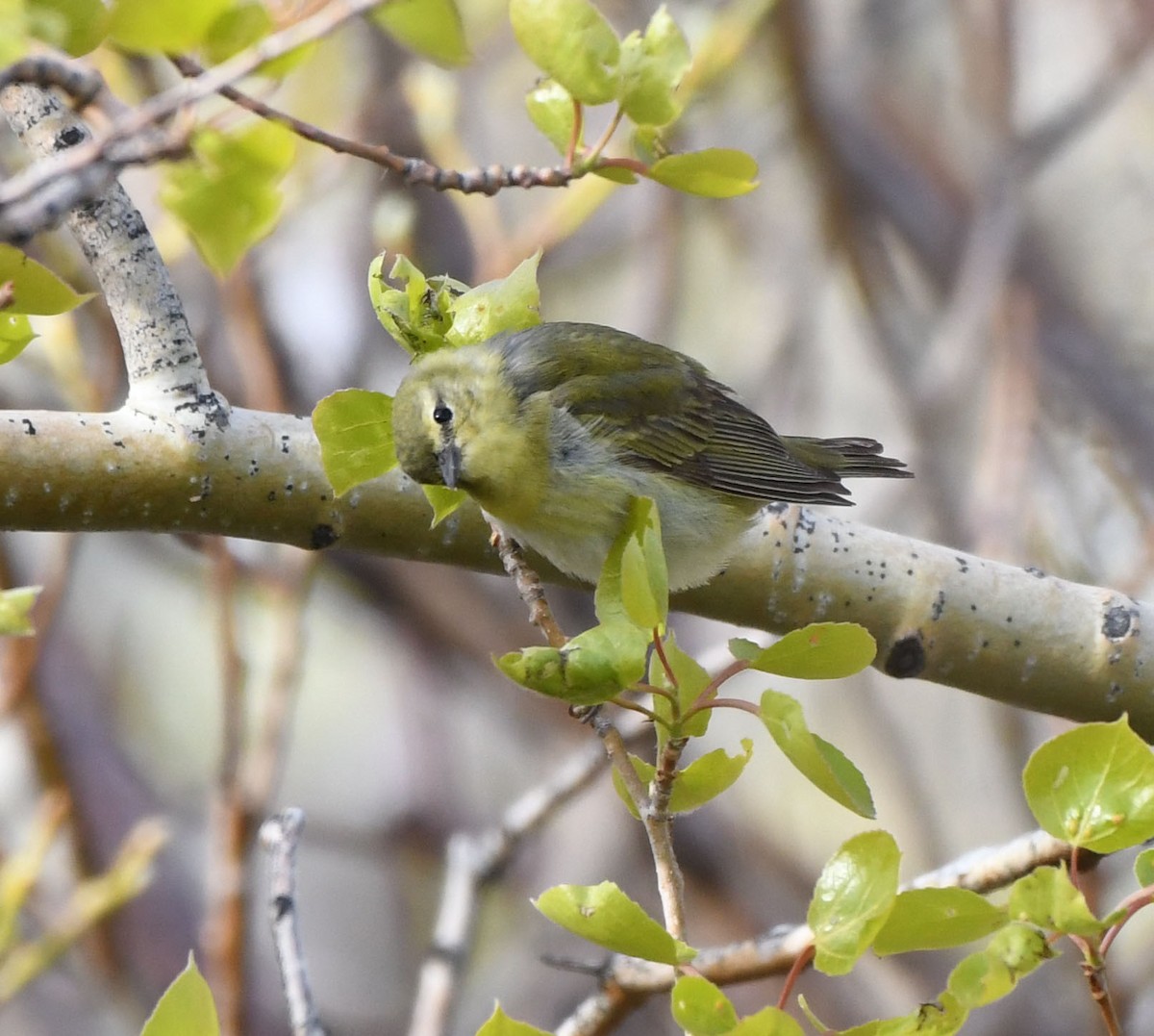 eBird Checklist - 25 May 2024 - Aspen grove on Bush Rim - 36 species ...