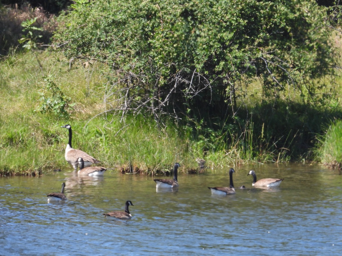 eBird Checklist - 29 May 2024 - Merced River--Lake McClure Rd. below ...