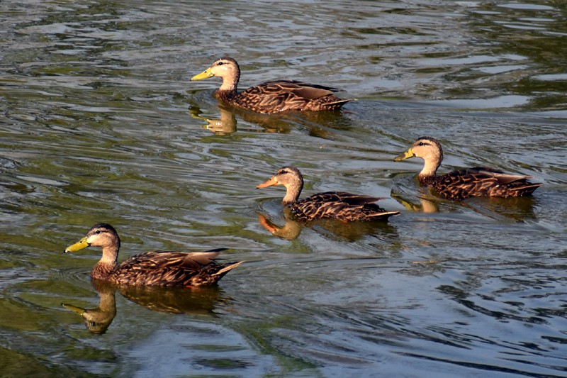 ML619787676 - Mexican Duck - Macaulay Library