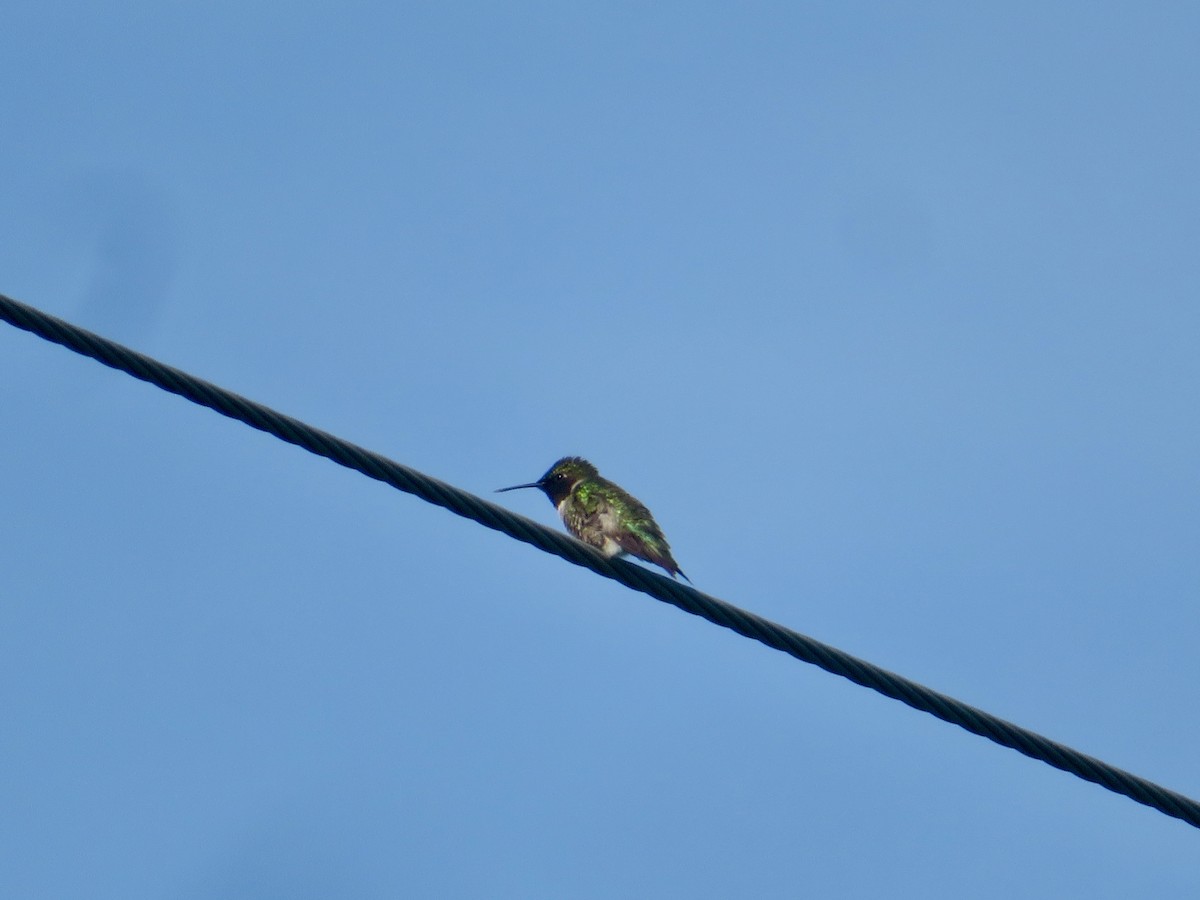eBird Checklist - 29 May 2024 - Ottawa--Dolman Ridge Road - 33 species