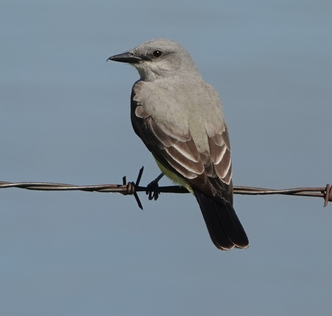 eBird Checklist - 29 May 2024 - Moose Lake WTP - 4 species