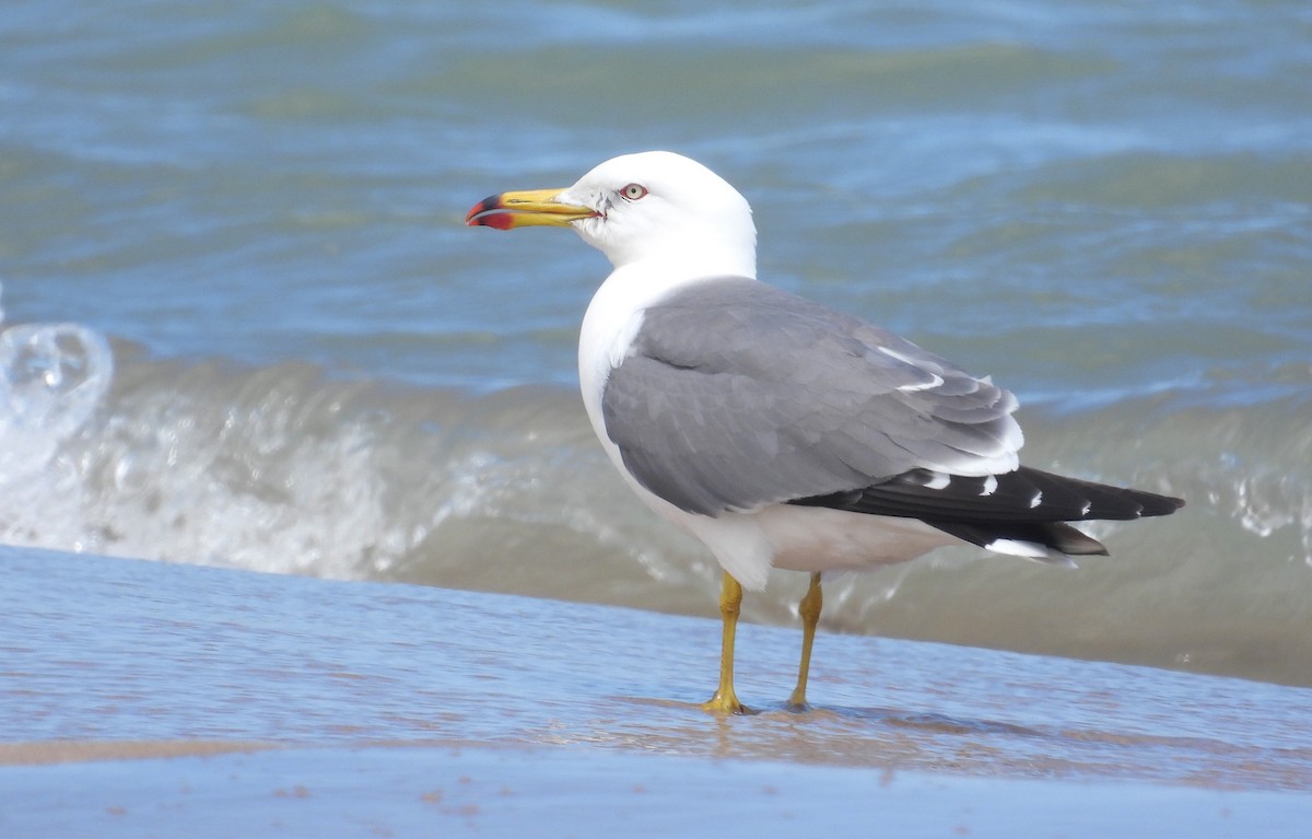 Black-tailed Gull - Larus crassirostris - Media Search - Macaulay Library and eBird