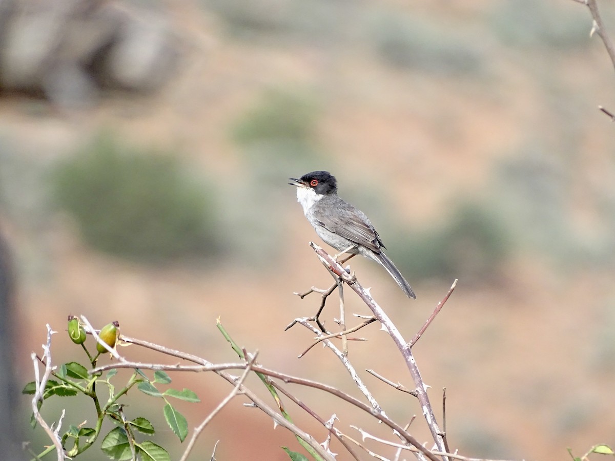 eBird Checklist - 12 May 2024 - Outghal--Les Terres d’Amanar - 11 species