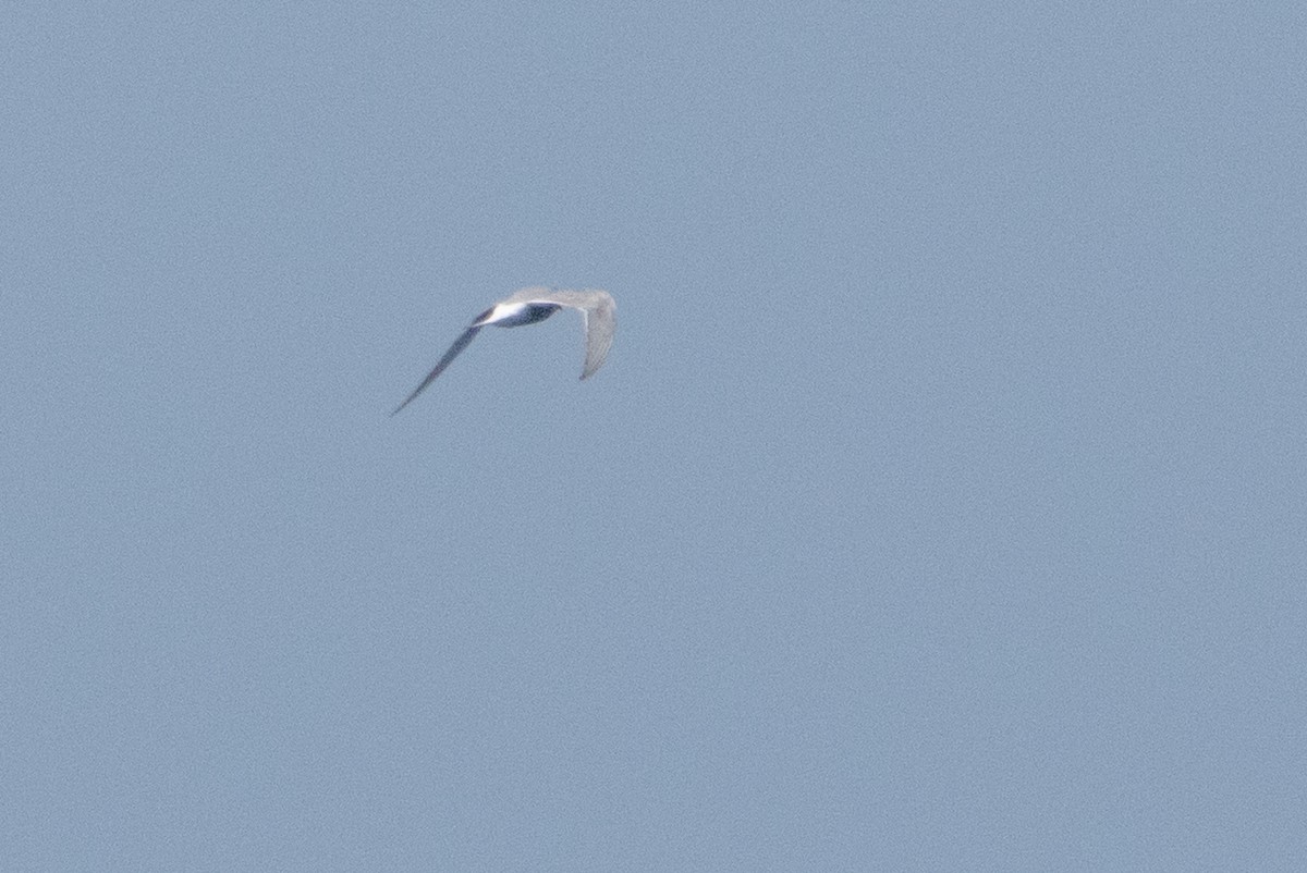 eBird Checklist - 30 May 2024 - Hatteras Pelagic--Gulf Stream - 10 ...